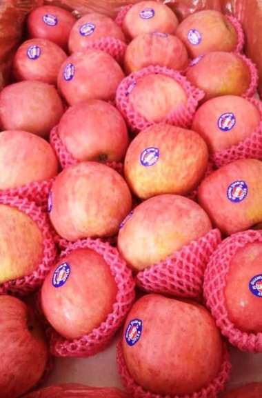 Jual APEL PINK LADY NZ NEW ZEALAND APPLE FRESH IMPORT PER KG di Seller ...