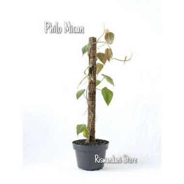 Harga Mican Terbaru Januari 2024 |BigGo Indonesia