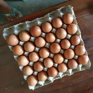Jual Harga Per Butir Telur Ayam Negri Termurah - Harga Grosir Terupdate ...