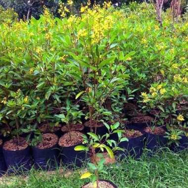 Terkeren 12+ Gambar Bunga Hujan Emas - Gambar Bunga Indah