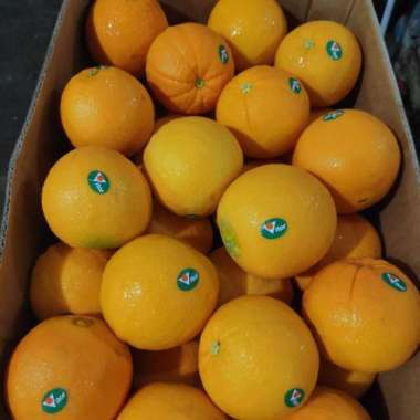 Harga Jeruk Sunkist Terbaru Okt 2025 | BigGo Indonesia