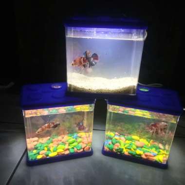 Jual Akuarium Kecil Terbaru 2021 - Harga Murah | Blibli.com