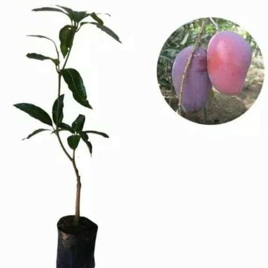 Jual Buah Mangga Brazil Original Murah - Harga Diskon Desember 2022 ...