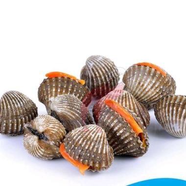 Jual Kerang Dara Kerang Darah Segar Fresh Non Frozen Halal di Seller ...