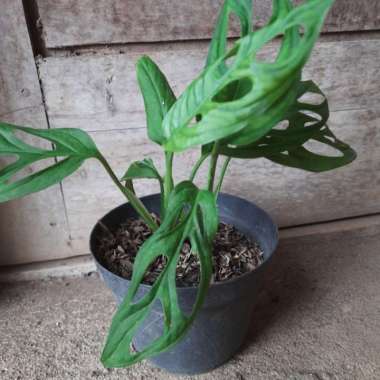 Jual Bibit Bunga Janda Bolong 💯 Harga Murah & Kualitas Terbaik Juni 2026