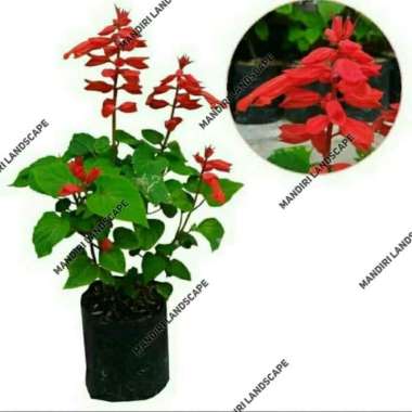 Jual Bunga Salvia Original Murah - Harga Diskon Desember 2023 | Blibli.com