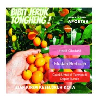Promo Ready Tanaman Anggur Varietas Bogema Genjah Diskon 48% di Seller ...