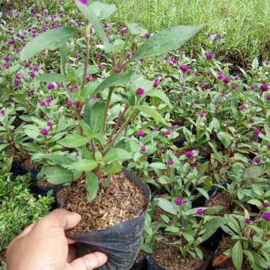 Ini Dia! 34+ Tanaman Bunga Kancing Terbaik - Informasi Seputar Tanaman Hias