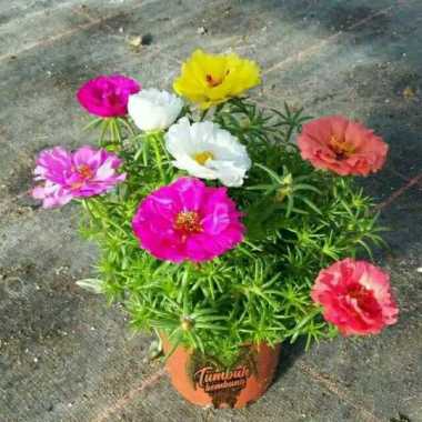 Jual Bunga Jam 9 - Pilihan Harga Termurah Di 2023 | Blibli