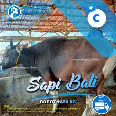 Jual Hewan Sapi Qurban Terlengkap - Harga Murah Agustus 2022 | Blibli