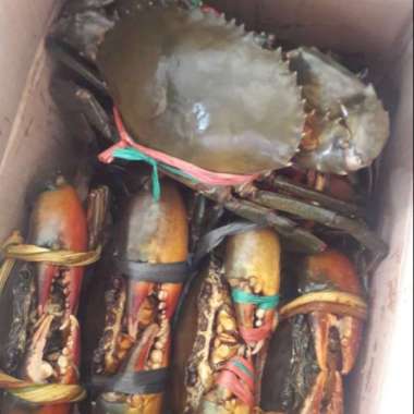 Harga Kepiting Terbaru Maret 2022 | BigGo Indonesia