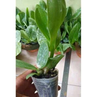 Jual Anggrek Dendrobium Besi Terlengkap - Harga Murah September 2022 ...