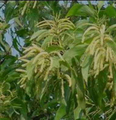 Pohon Akasia Mangium