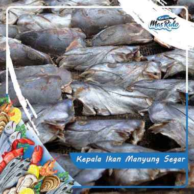 Jual Ikan Manyung Segar Termurah - Harga Grosir Terupdate Hari Ini | Blibli