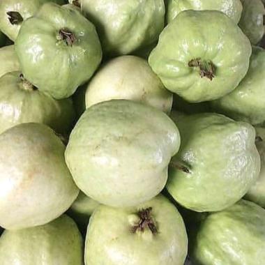Jual Harga Jambu Kristal Lokal Per Kg Termurah - Harga Grosir Terupdate ...