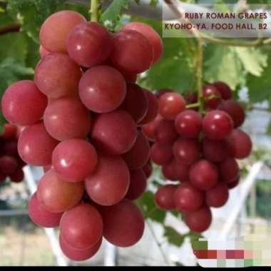 Jual Pohon Anggur Rubi Original Murah - Harga Diskon November 2022 ...