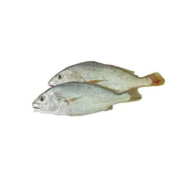 Ikan Gulama 100% Asli Indonesia September 2023 | Blibli