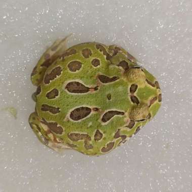 Jual Pacman Katak Original Murah - Harga Diskon November 2022 | Blibli.com