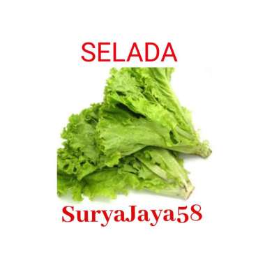 Selada - Harga Terbaru Agustus 2021 | Blibli