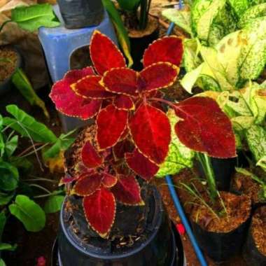 Jual Tanaman Miana Merah Original Murah - Harga Diskon April 2023 ...