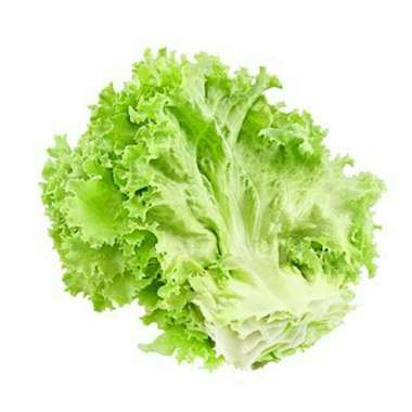 Jual Selada 250 Termurah - Harga Grosir Terupdate Hari Ini | Blibli