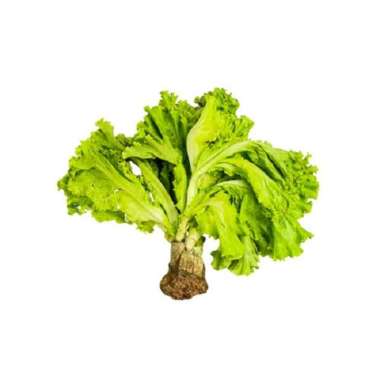 Jual Selada Murah - Harga Grosir Hari Ini April 2022 | Blibli