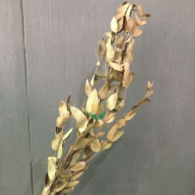 Jual Daun Aesthetic Terlengkap - Harga Murah Juli 2022 | Blibli