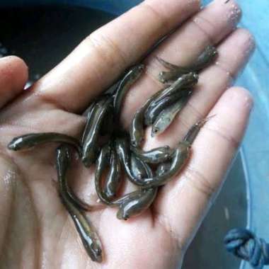 Jual Mau Beli Bibit Ikan Gabus Original Murah - Harga Diskon Desember ...