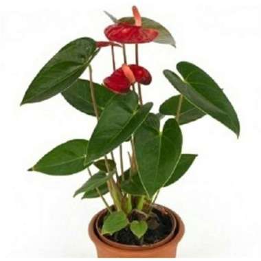 Jual Pohon Bunga Anthurium Bangkok Original Murah - Harga Diskon ...