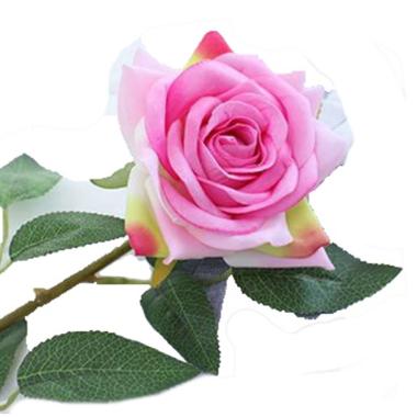 31+ Gambar Bunga Mawar Tangkai yang Mantul! - Informasi Seputar Tanaman Hias