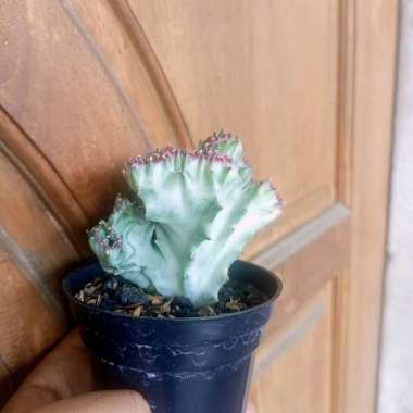 Jual Lactea Silver Original Murah - Harga Diskon Januari 2023 | Blibli.com