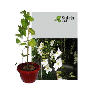 Paling Keren 17+ Gambar Bunga Rambat - Gambar Bunga Indah