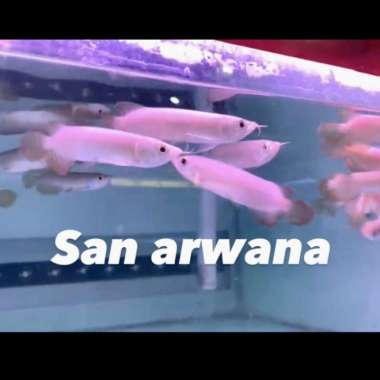 Jual Ikan Arwana Super Red Kalimantan Original Murah - Harga Diskon Mei ...