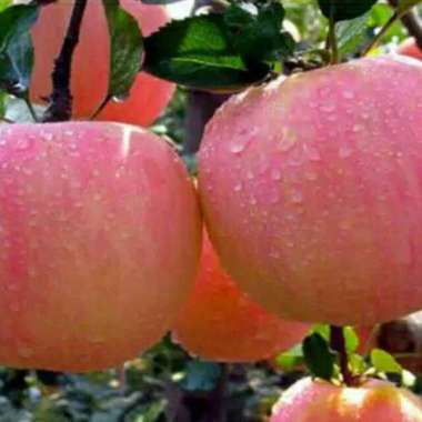 Jual Tanaman Apel Fuji Merah Original Murah - Harga Diskon Juli 2023 ...