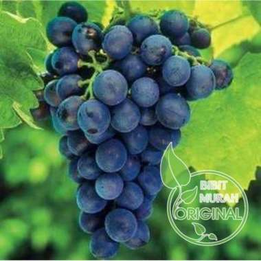 Jual Bibit Anggur Terbaik Original Murah - Harga Diskon Maret 2023 ...