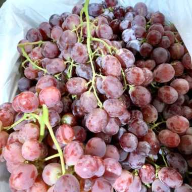 Jual Harga Buah Anggur Merah Lengkap Harga November 2022 | Blibli