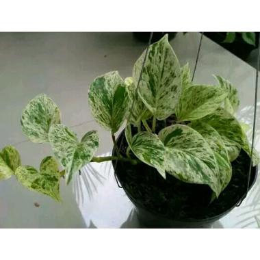 Terbaru 22+ Gambar Bunga Sirih Gading - Gambar Bunga Indah