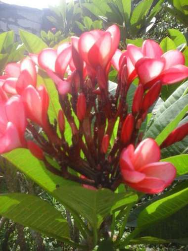 Pohon Kamboja Merah