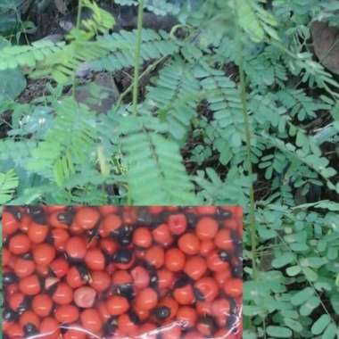 Saga Manis Tanaman Lengkap Harga Terbaru Maret 2023 | Blibli