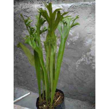 Jual Pohon Kadaka Original Murah - Harga Diskon November 2022 | Blibli.com