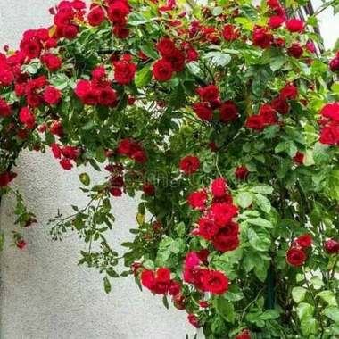 45+ Gambar Bunga Mawar Rambat yang Mantul! - Informasi Seputar Tanaman Hias