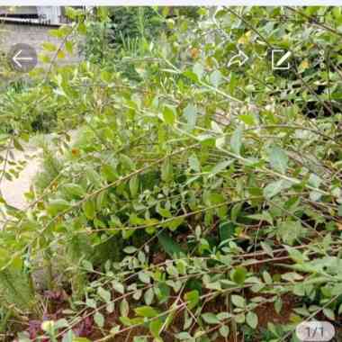 Daun Hena Arab Lengkap Harga Terbaru Desember 2022 | Blibli