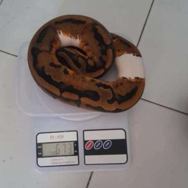 Jual Ball Python Pied Original Murah - Harga Diskon Maret 2023 | Blibli.com