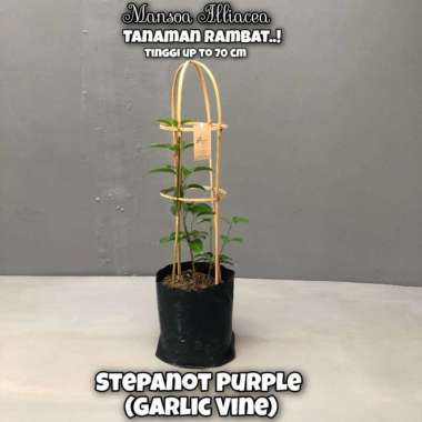 Jual Tanaman Garlic Vine Original Murah - Harga Diskon April 2023 ...