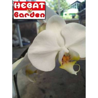 Jual Anggrek Bulan Putih 💯 Harga Murah & Kualitas Terbaik Juni 2026