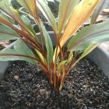 Jual Kunyit Tunas Original Murah - Harga Diskon April 2023 | Blibli.com