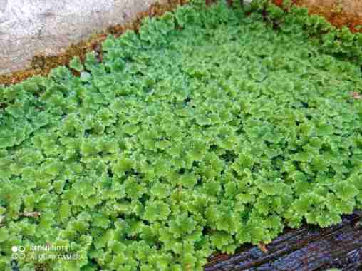 Jual Azolla Microphylla Original Murah - Harga Diskon April 2023 ...