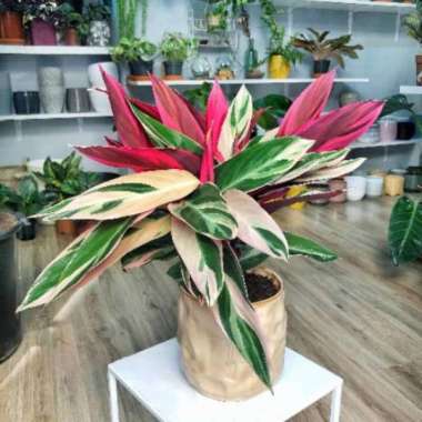 Jual Jenis Bunga Kalatea Original Murah - Harga Diskon Juni 2024 ...