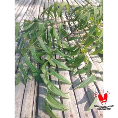 Daun Mimba 100% Asli Indonesia Agustus 2023 | Blibli