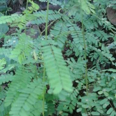 Saga Manis Tanaman Lengkap Harga Terbaru Maret 2023 | Blibli